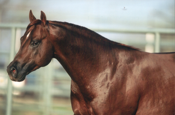 Catalogo: Stalloni: SMART SPOOK — IRHBA